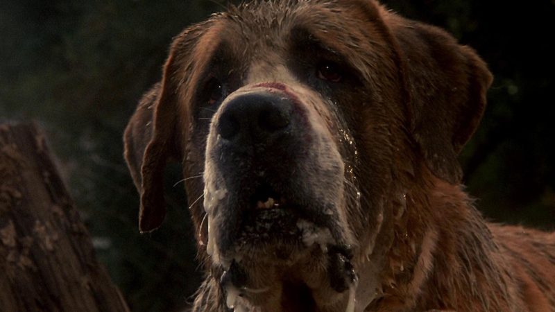 Cujo movie review - MikeyMo